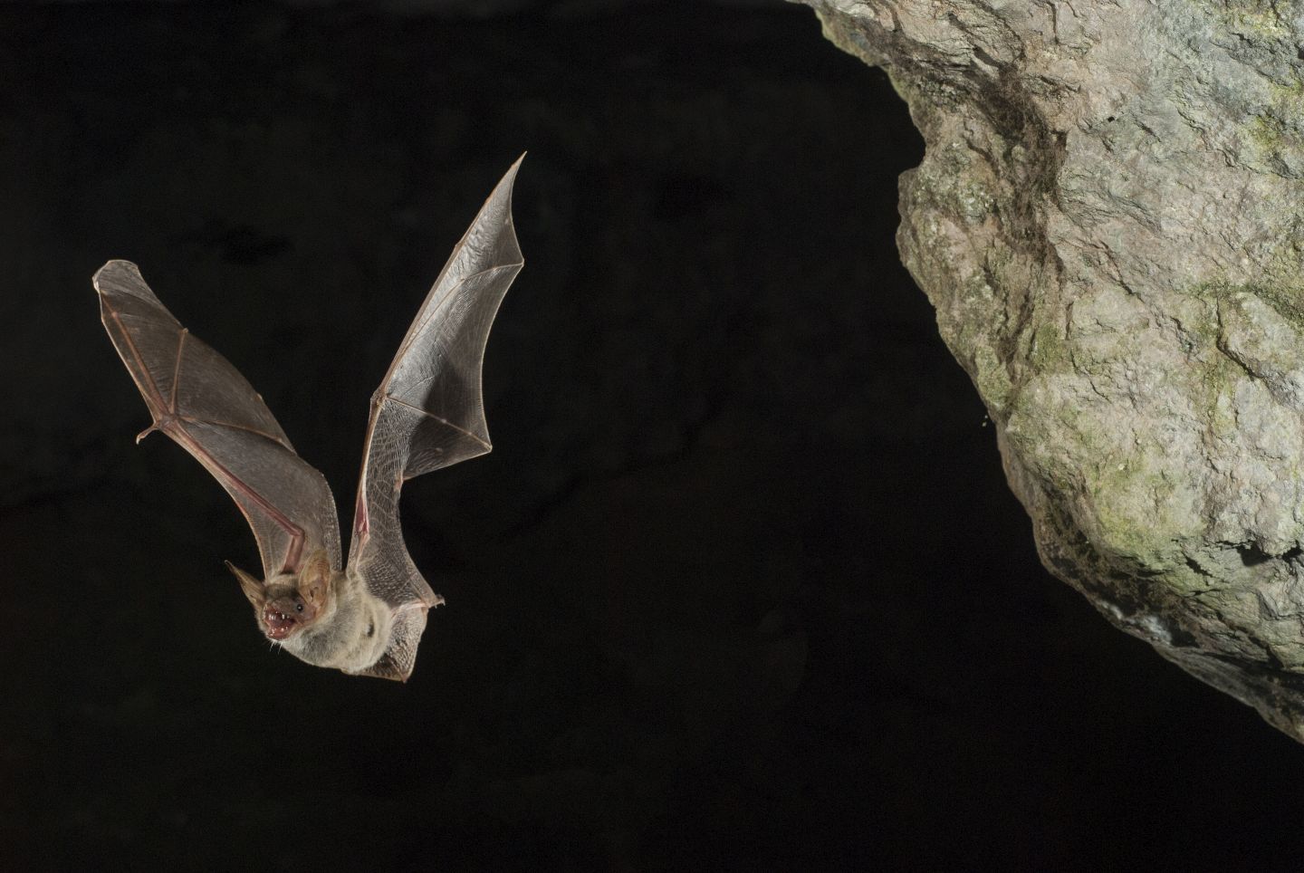 Where can I see the Greater Mouse-eared Bat in the wild