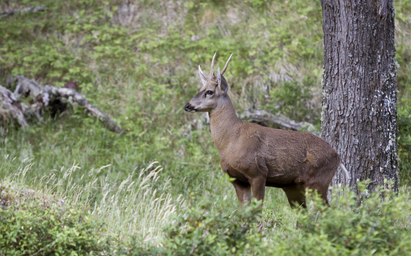 Where can I see the Huemul in the wild