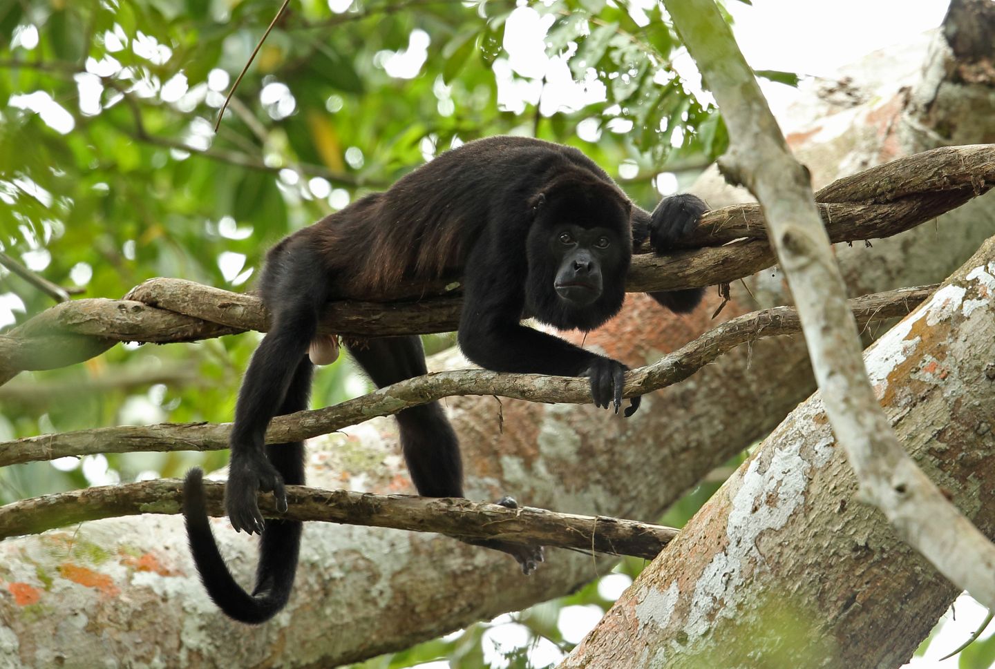 Where can I see the Vervet Monkey in the wild