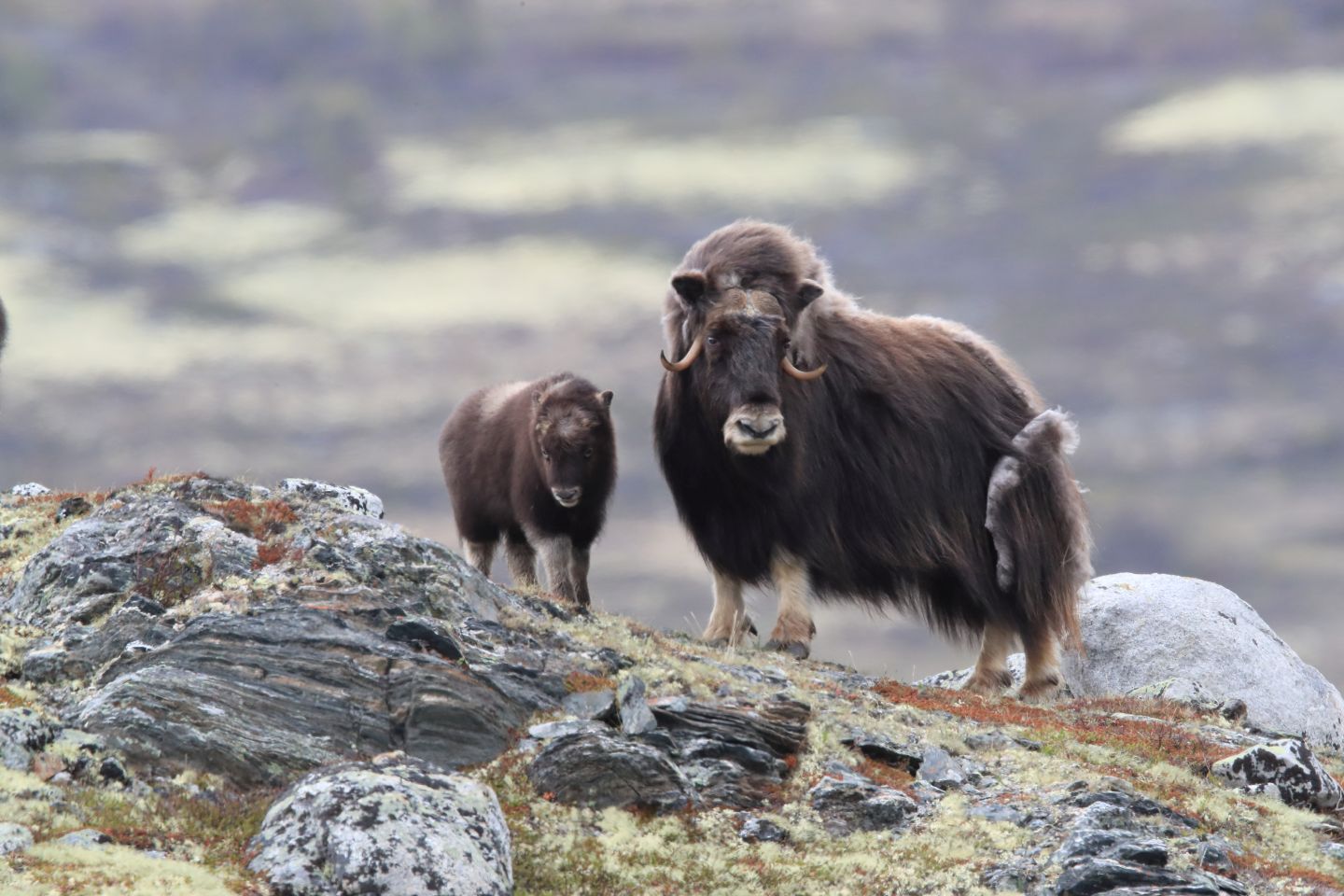 Discover Greenland tours