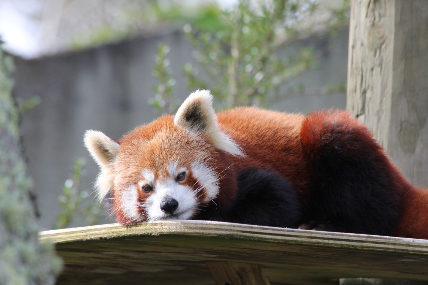 Where can I see the Red Panda in the wild