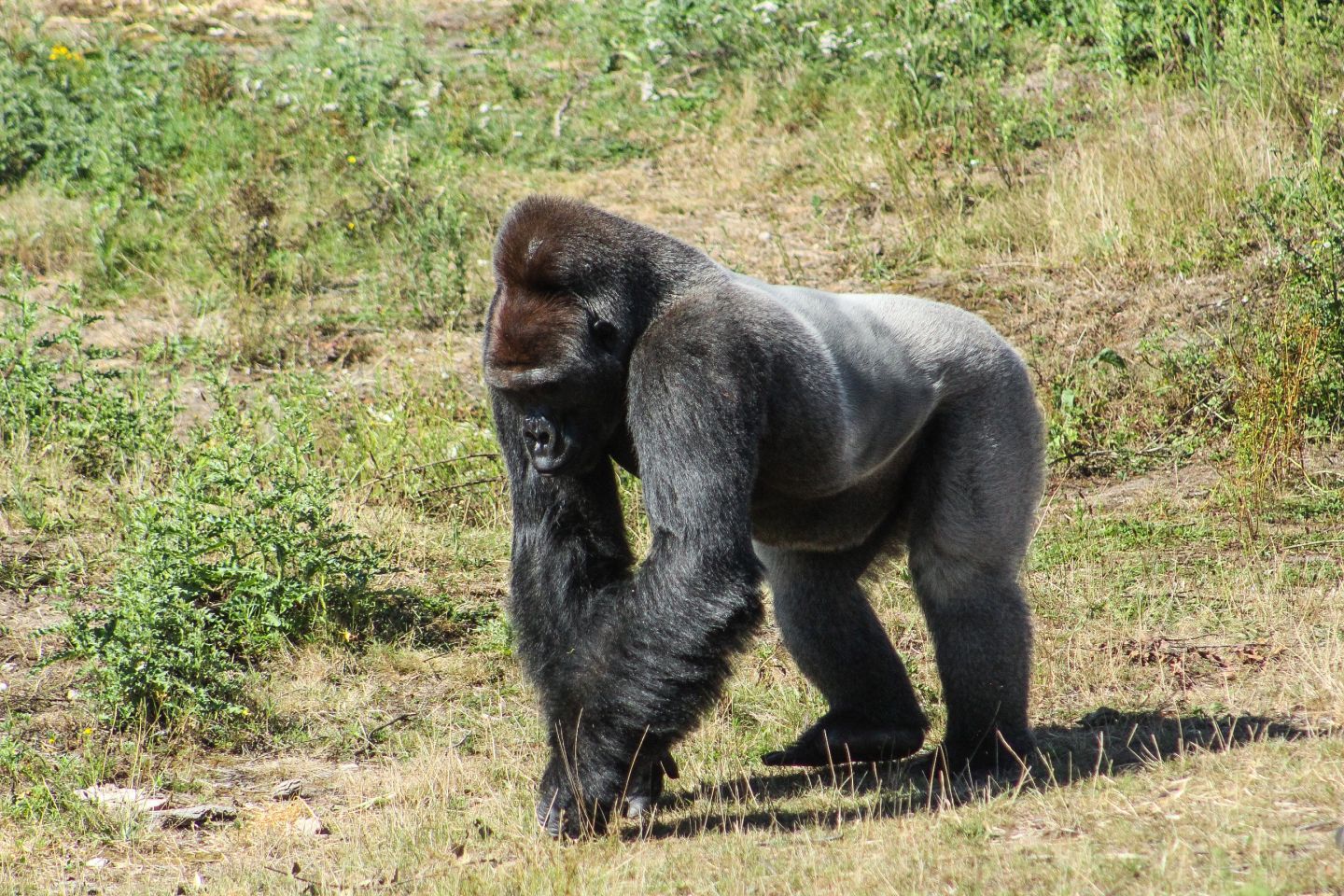 Where can I see the Western Lowland Gorilla in the wild