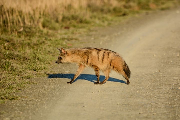 Where can I see the Aardwolf in the wild