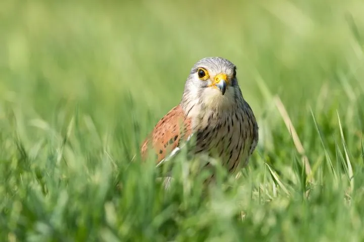 Where can I see the Common Kestrel in the wild