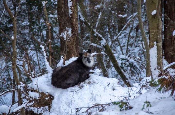 Where can I see the Japanese Serow in the wild