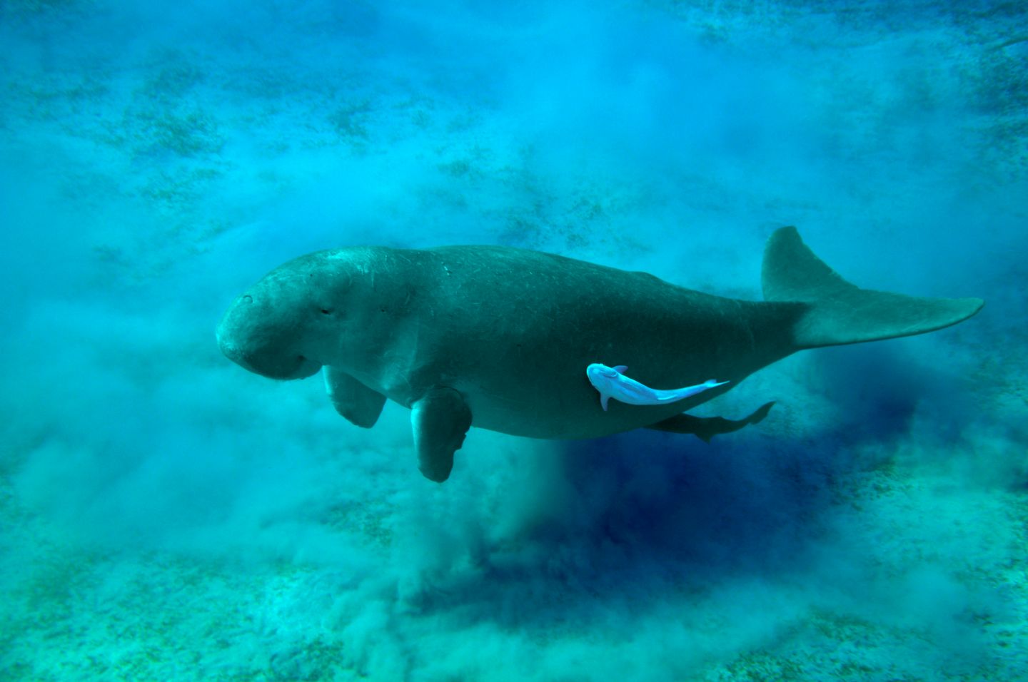 Where can I see the Dugong in the wild