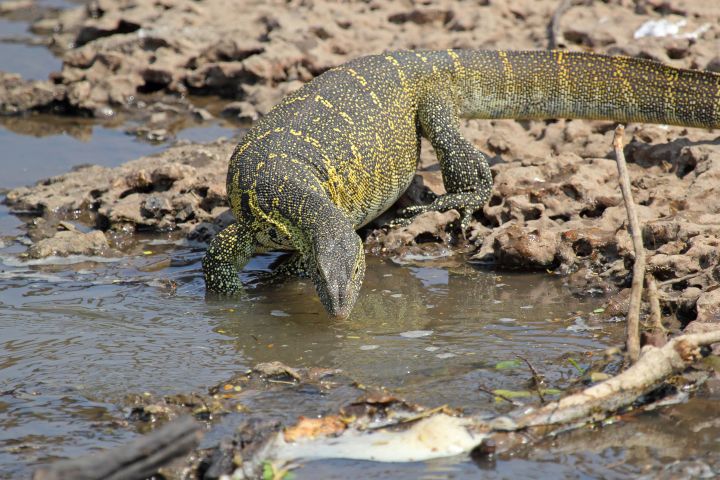 Where can I see the Nile Monitor in the wild