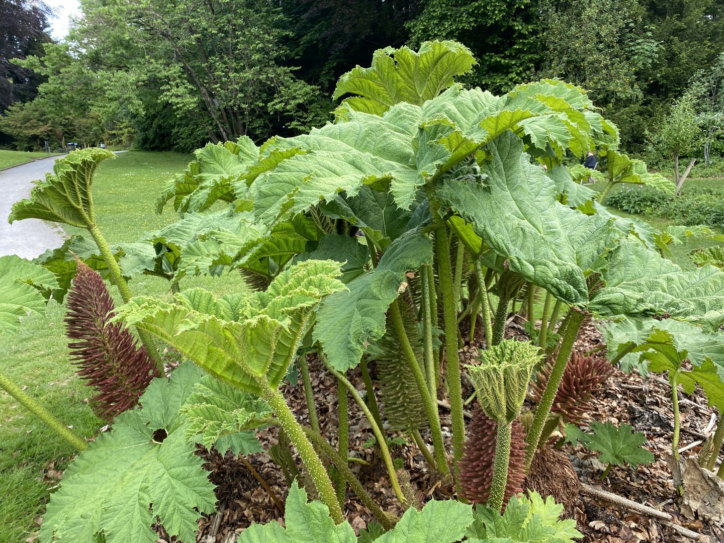Where can I see the Chilean Rhubarb in the wild