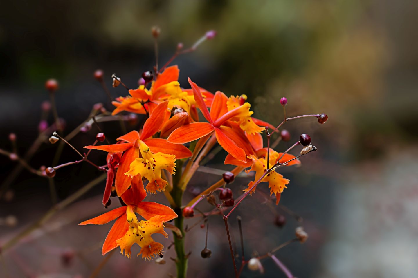 Where can I see the Fire-star Orchid in the wild