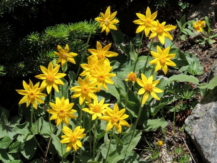 Heartleaf Arnica Plant