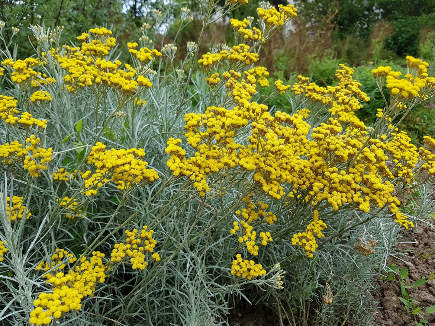 Where can I see the Immortelle in the wild