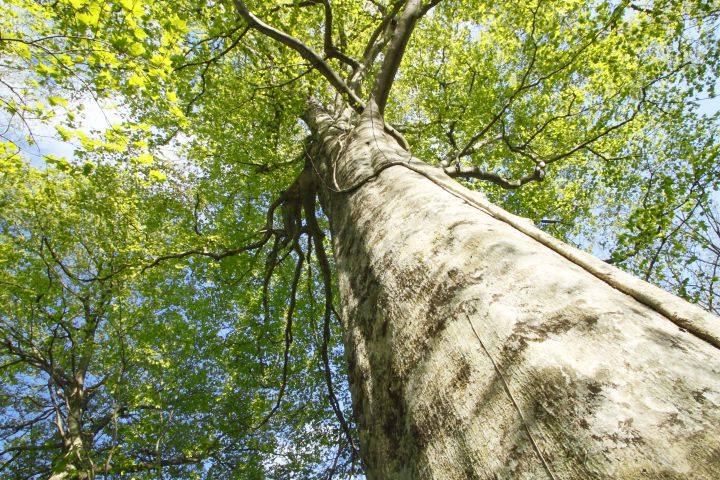 Where can I see the Japanese Beech in the wild