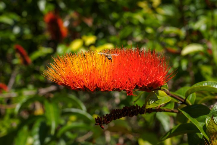 Where can I see the Monkey Brush Vine in the wild