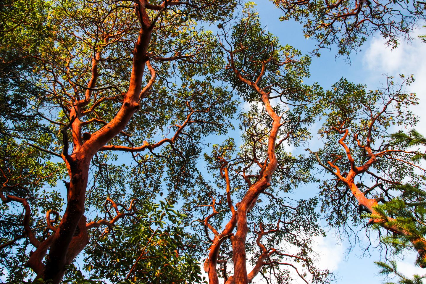 Where can I see the Pacific Madrone in the wild