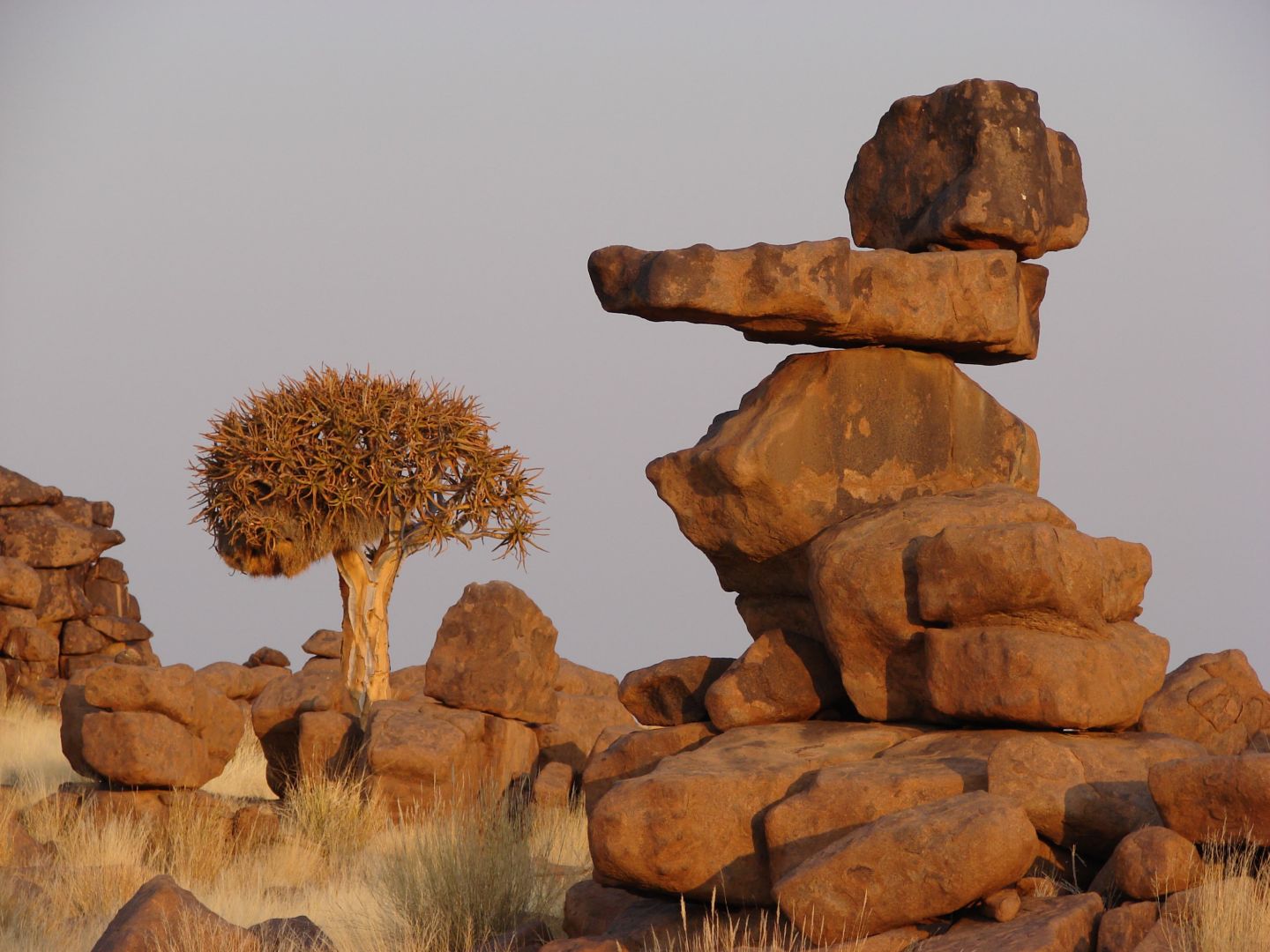 Where can I see the Quiver Tree in the wild
