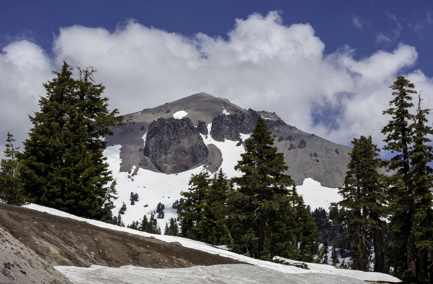 Where can I see the Red Fir in the wild