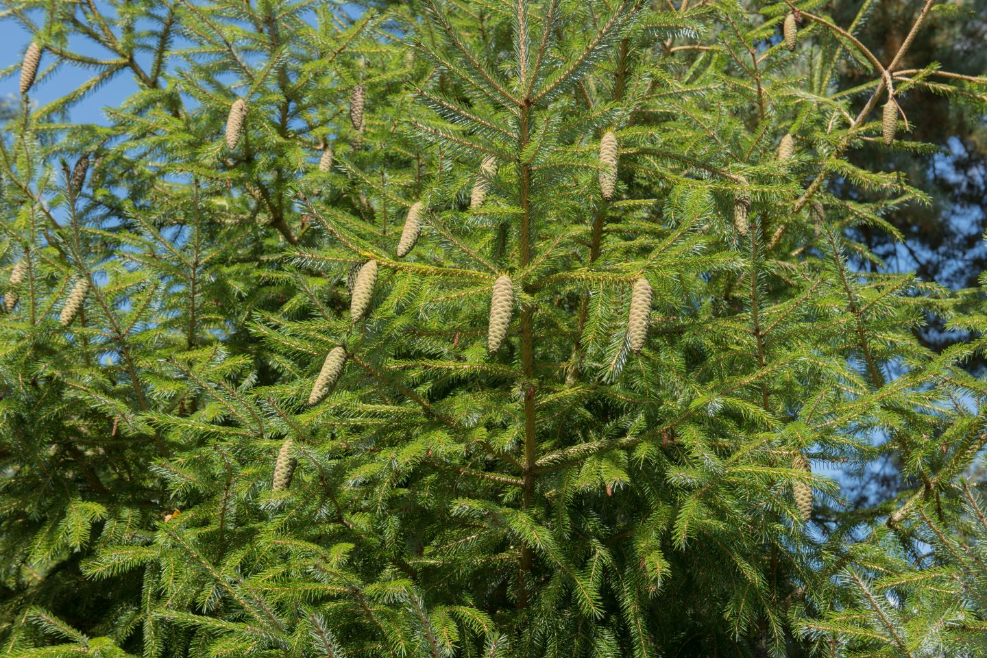 Where can I see the Sargent Spruce in the wild
