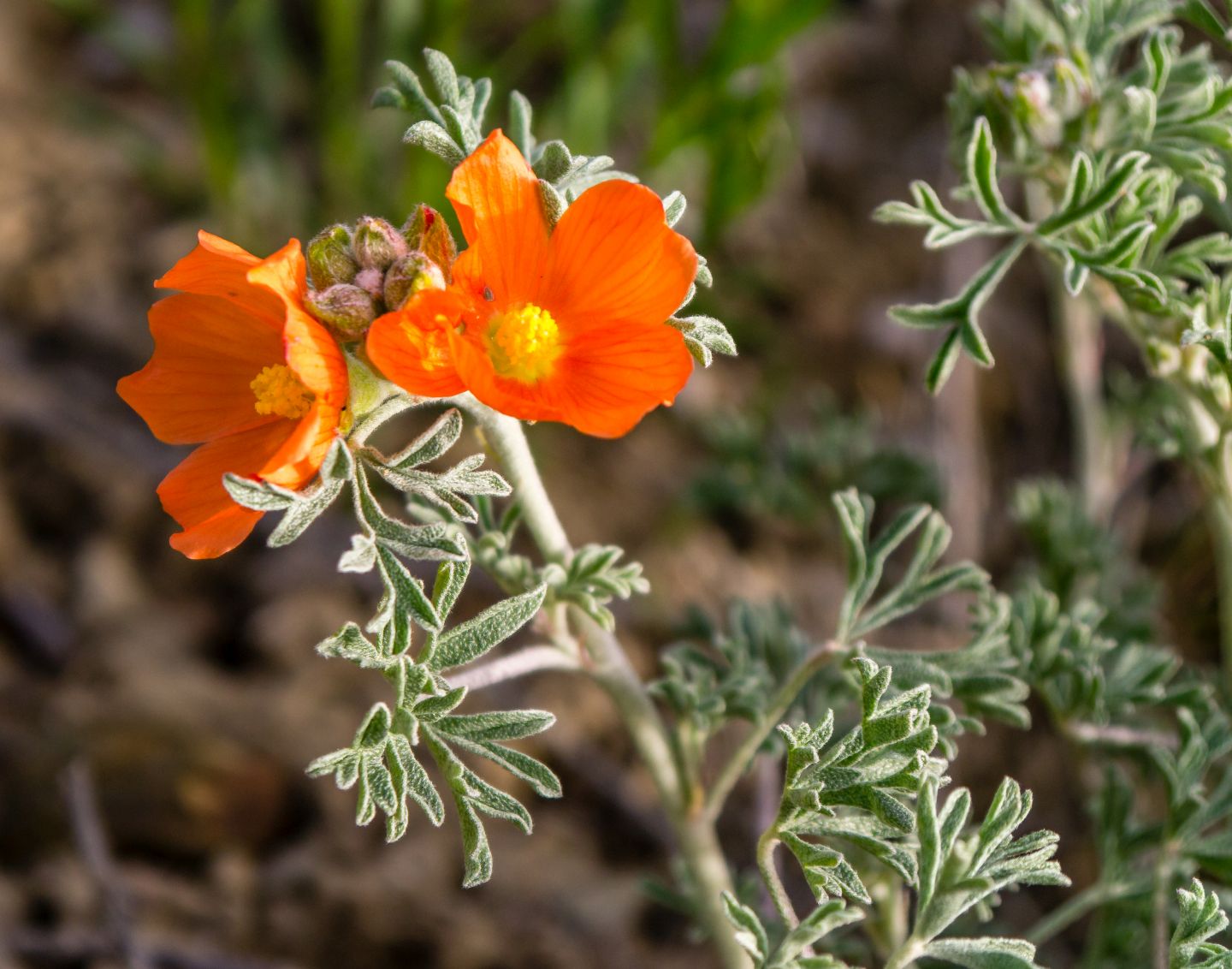Where can I see the Scarlet Globemallow in the wild