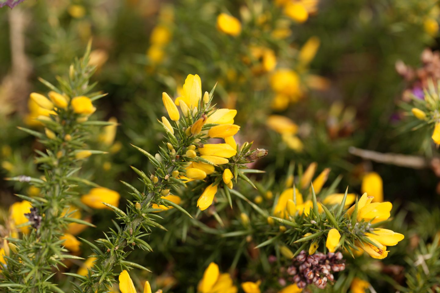 Where can I see the Western Gorse in the wild