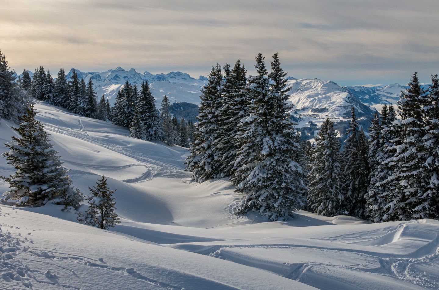 Where can I see the White Fir in the wild