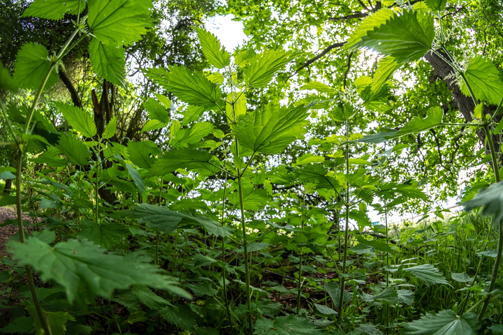 Where can I see the Gympie-gympie in the wild