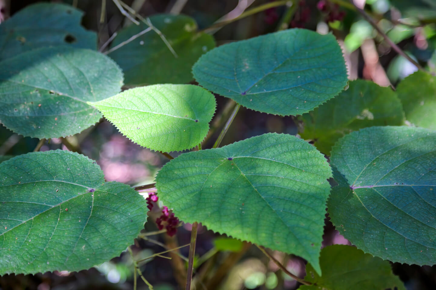 Where can I see the Gympie-gympie in the wild