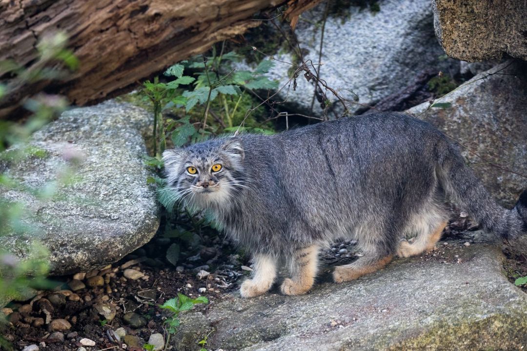 Where can I see the Pallas's Cat in the wild