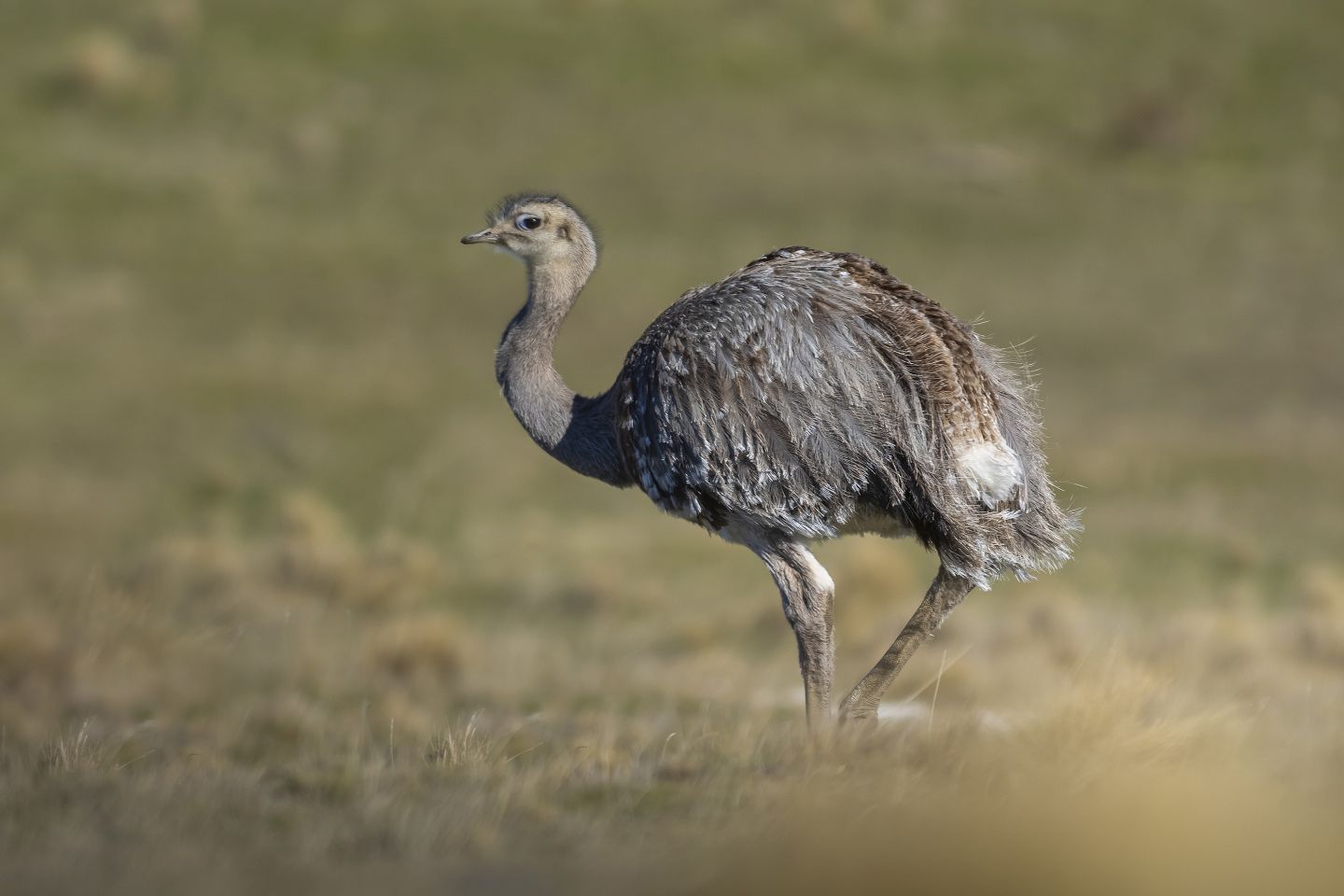 Where can I see the Darwin's Rhea in the wild
