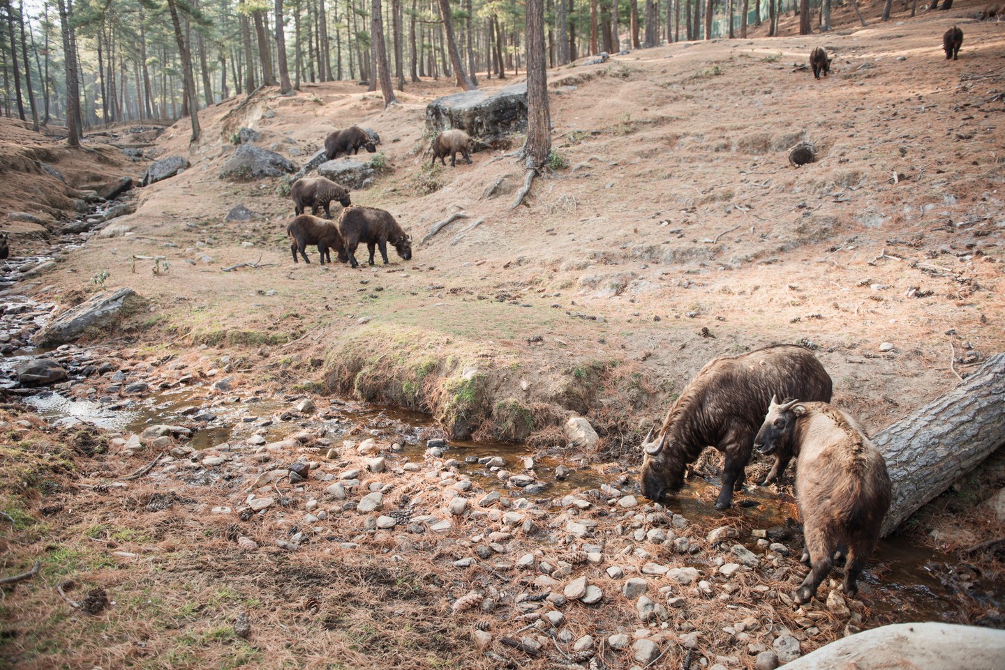 Discover The Motithang Takin Preserve tours in Bhutan