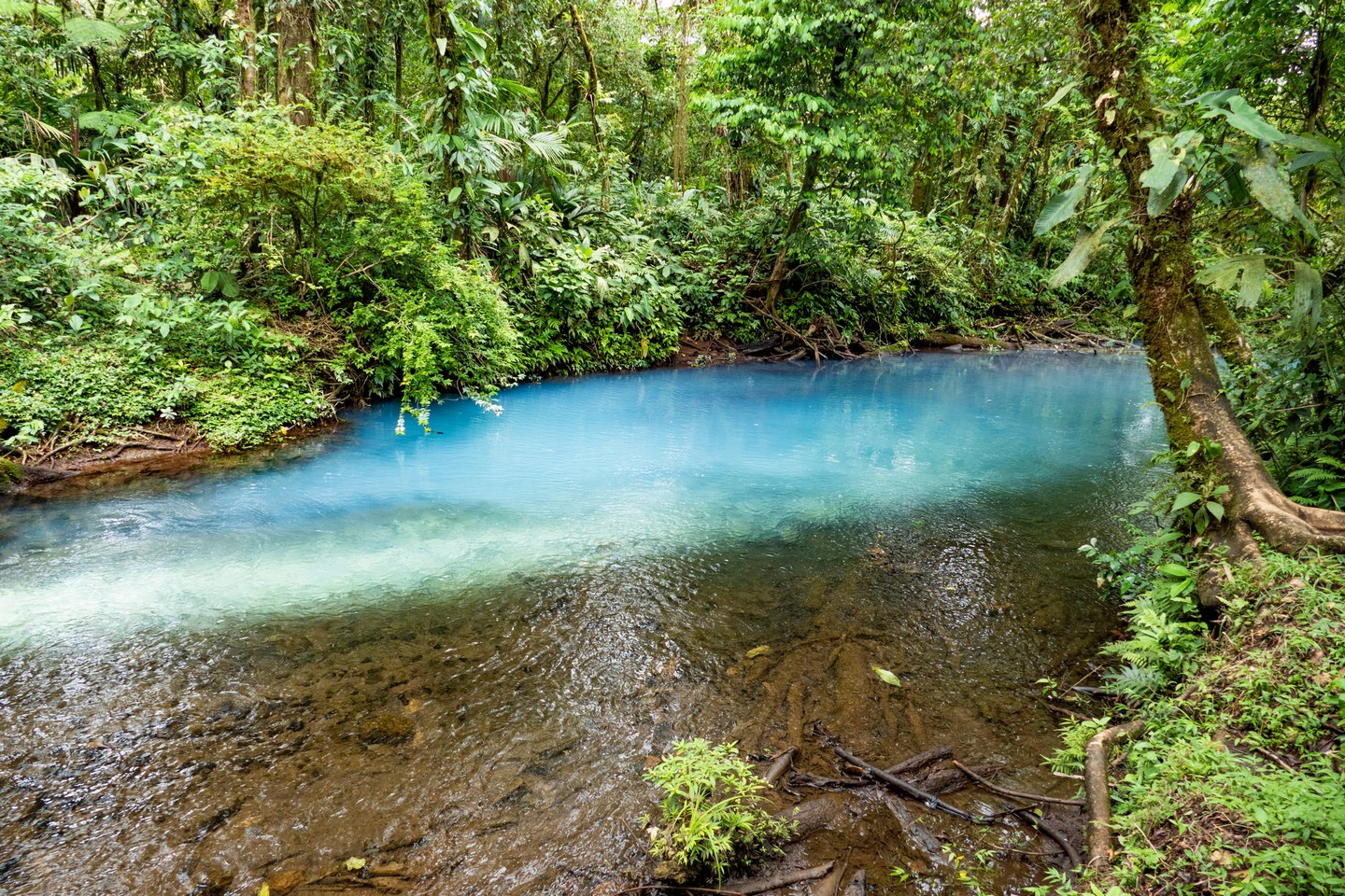 Discover Volcán Tenorio National Park tours in Costa Rica
