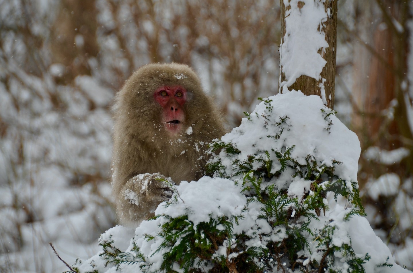 Discover Jigokudani Monkey Park tours in Japan