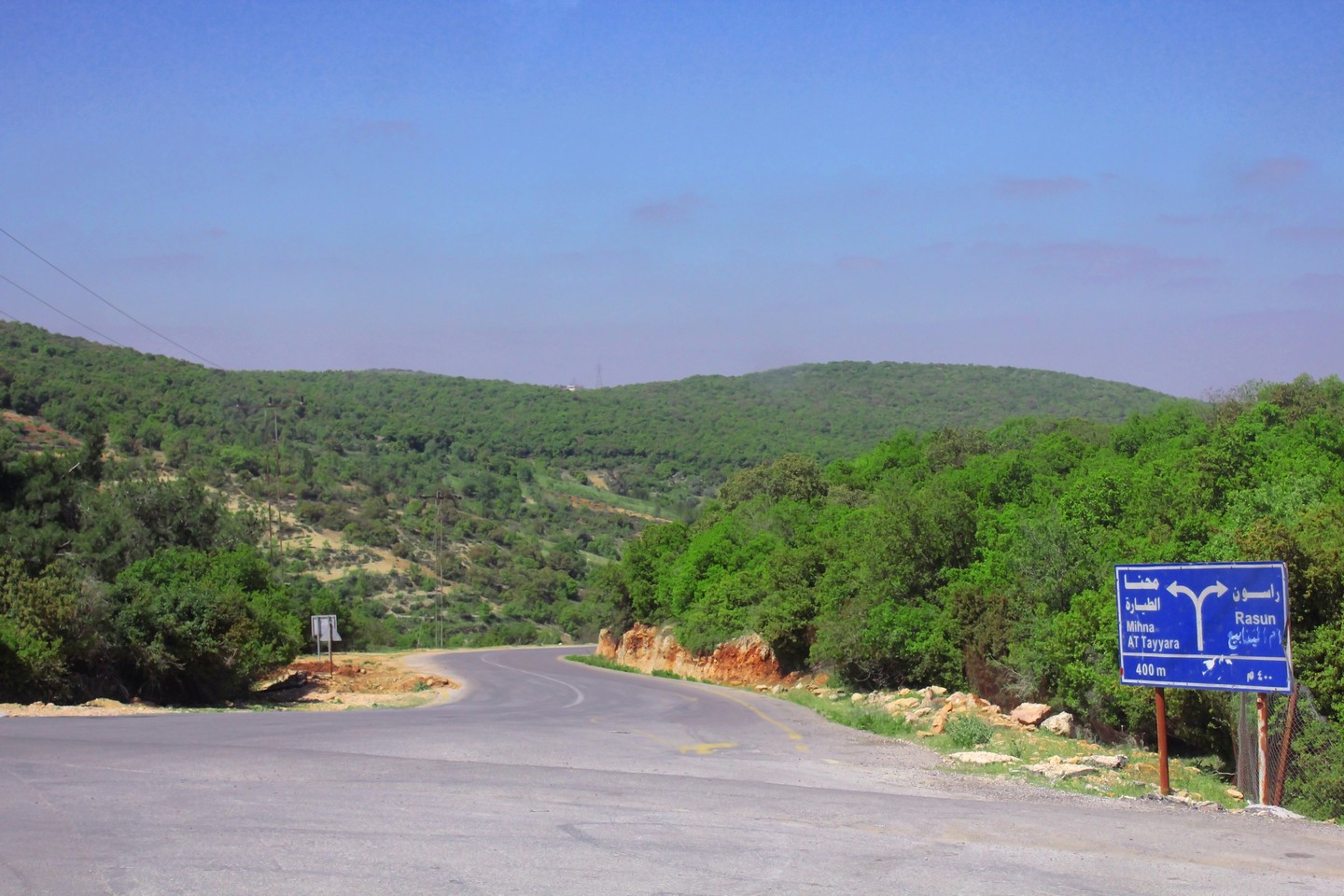 Where can I see the Aleppo Pine in the wild