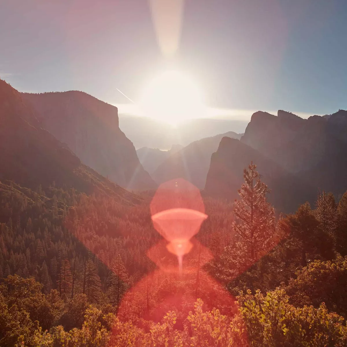 Explore the Temperate Forests Biome