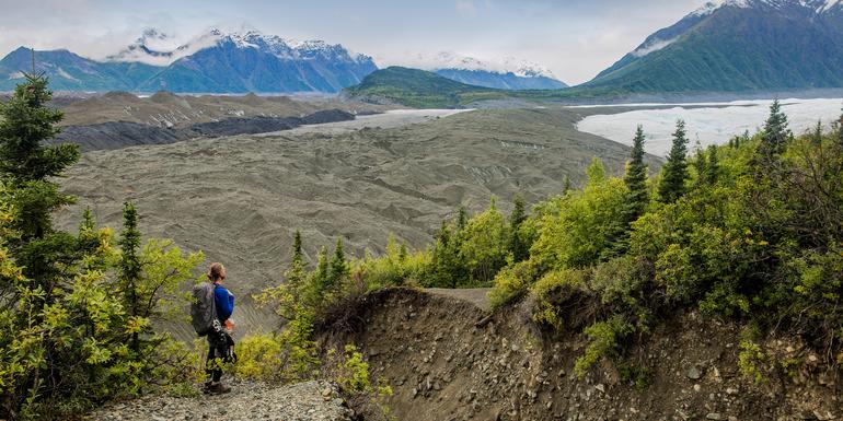 Where can I see the Alaska Paper Birch in the wild