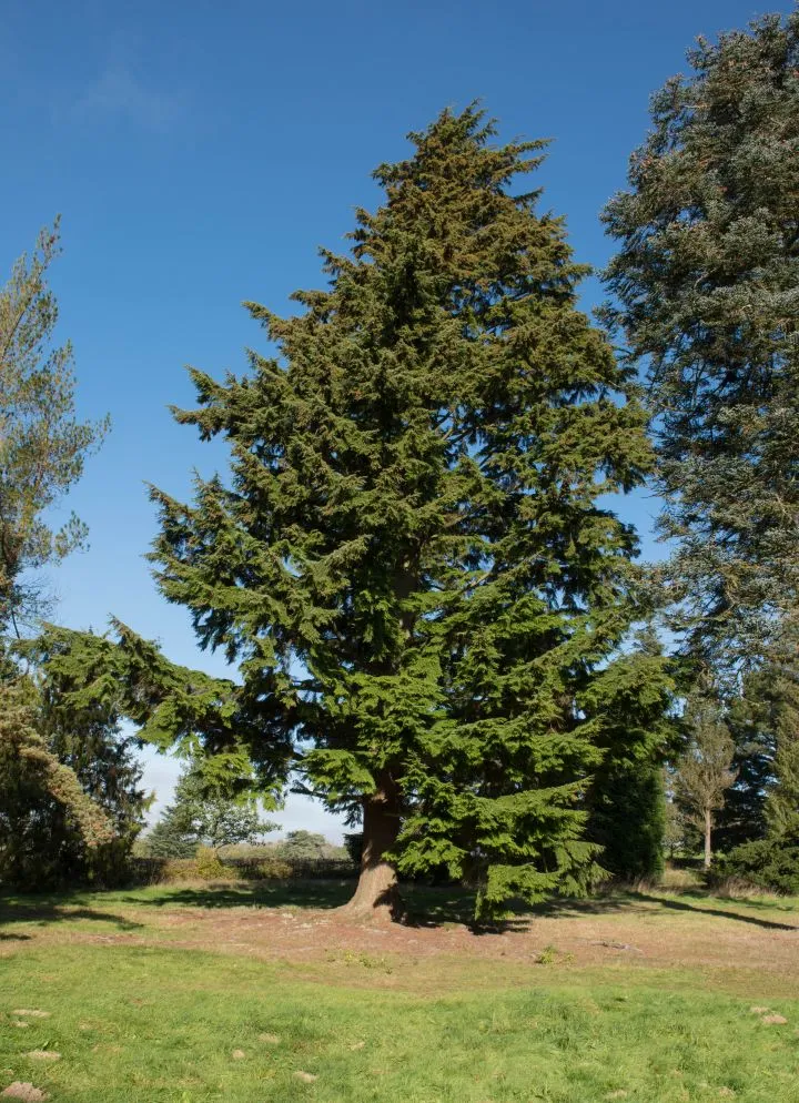 Where can I see the Western Hemlock in the wild