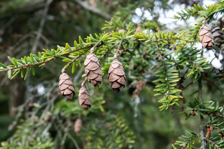 Where can I see the Western Hemlock in the wild