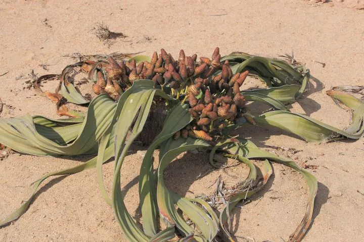 Where can I see the Welwitschia in the wild