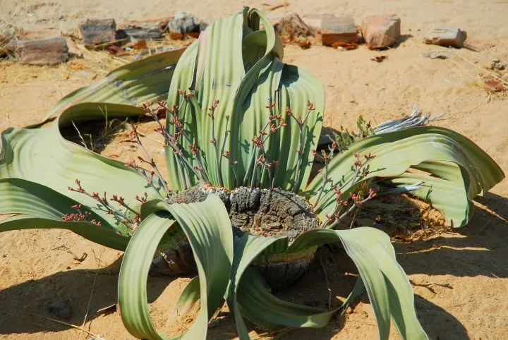 Where can I see the Welwitschia in the wild