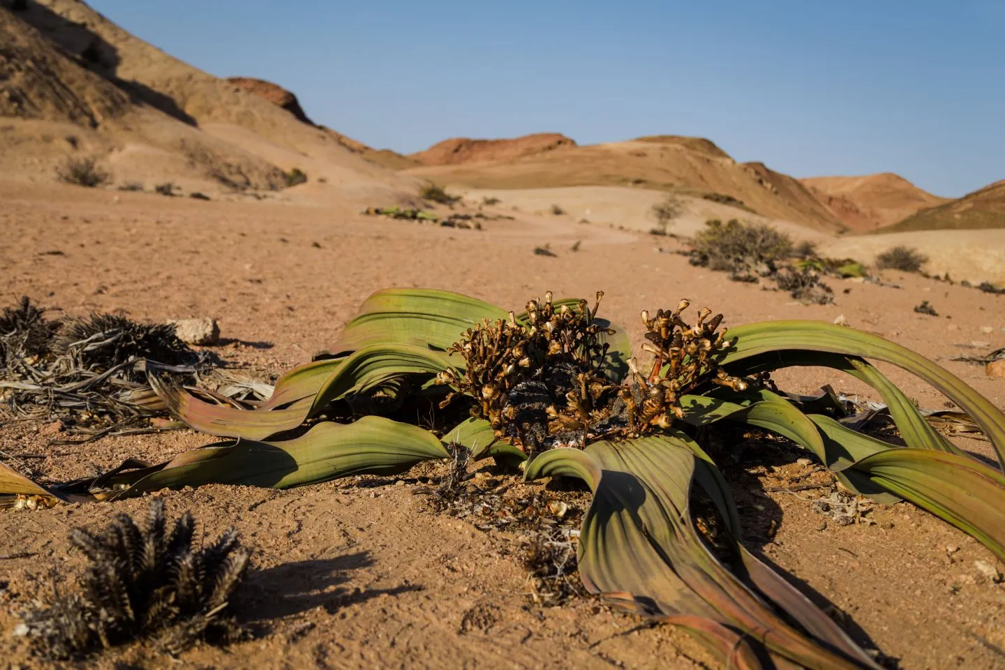 Where can I see the Welwitschia in the wild