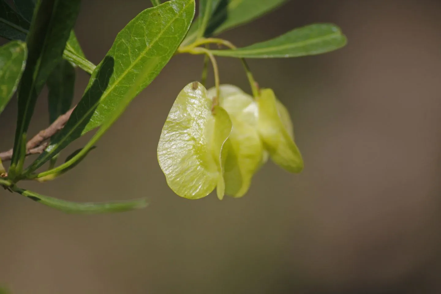 Where can I see the Silver Terminalia in the wild