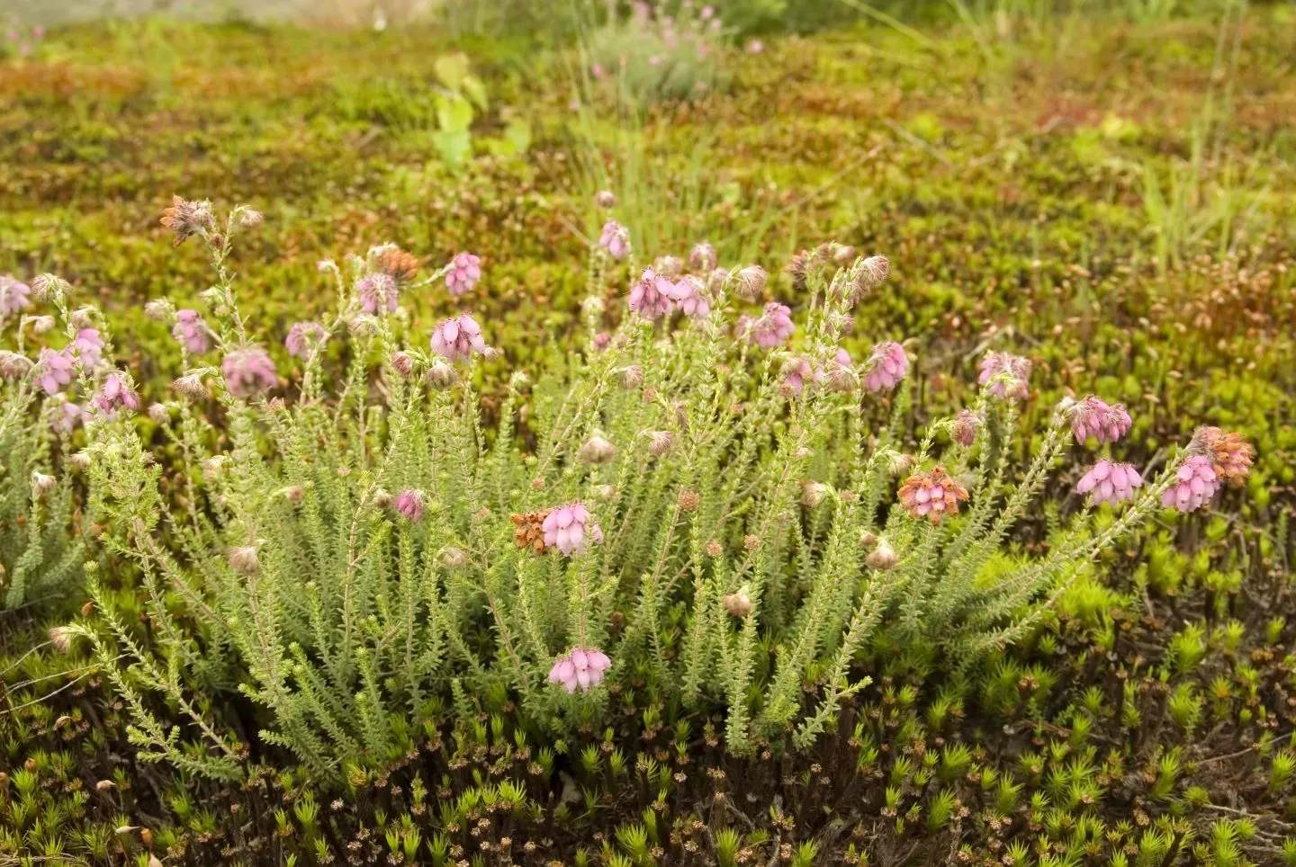Where can I see the Cross-leaved Heath in the wild