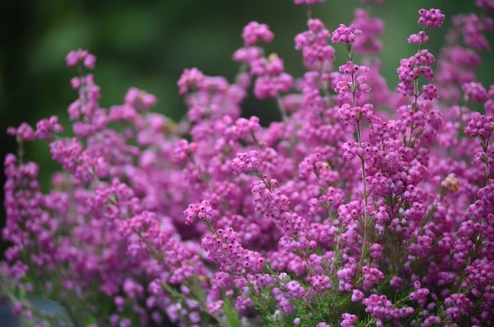 Where can I see the Common Heather in the wild