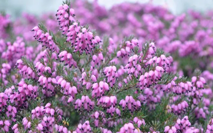 Where can I see the Common Heather in the wild