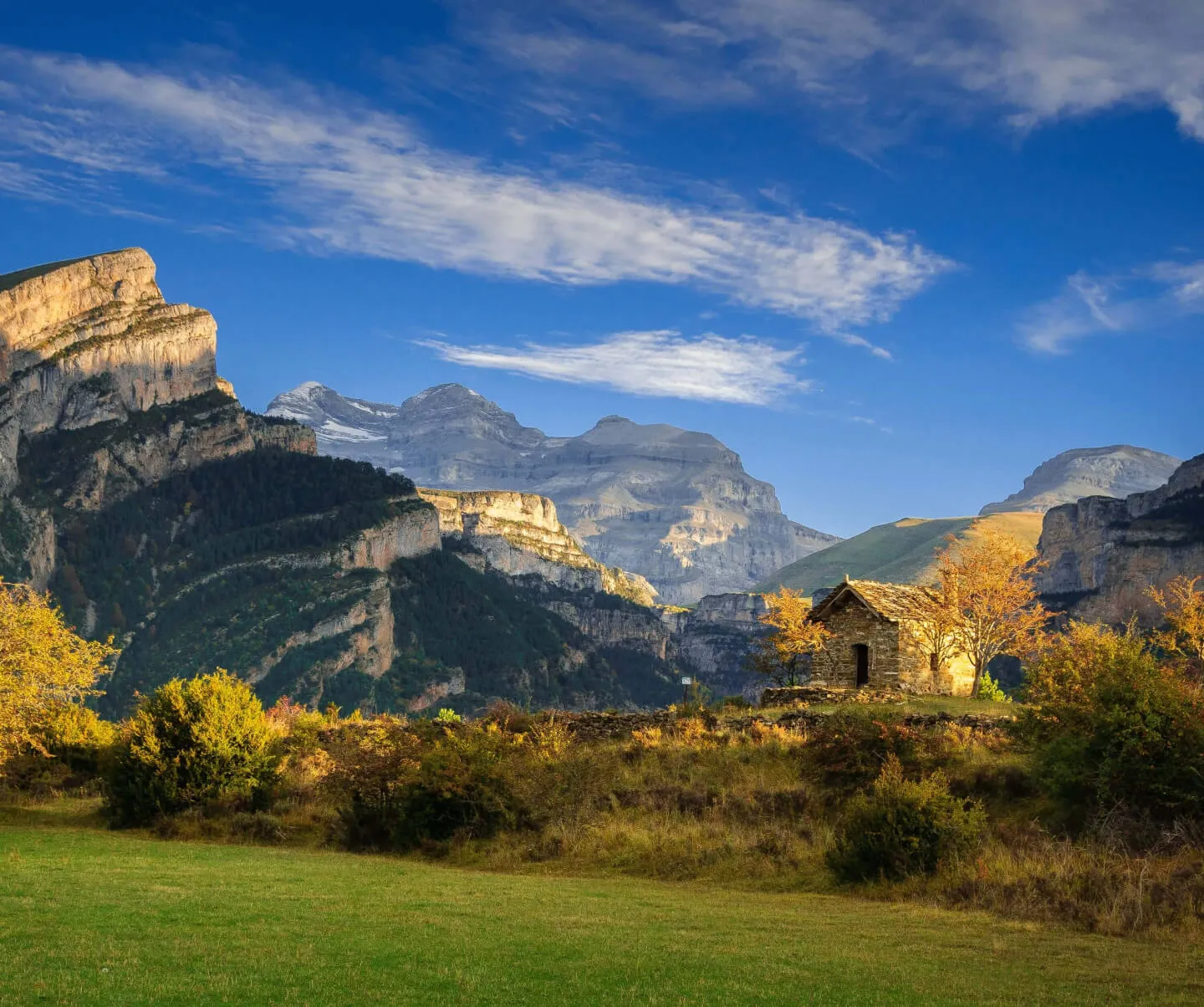 Where can I see the Common Heather in the wild