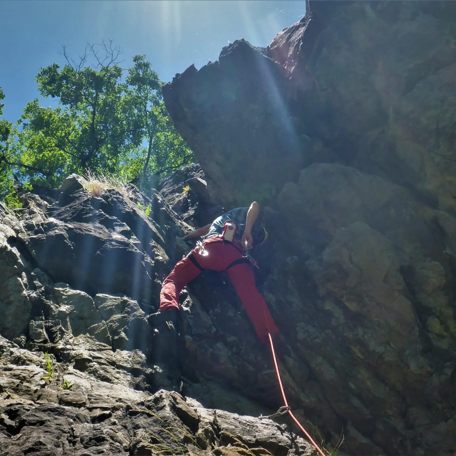 Where can I see the Common Heather in the wild