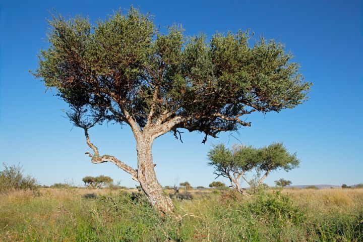 Where can I see the Shepherds Tree in the wild