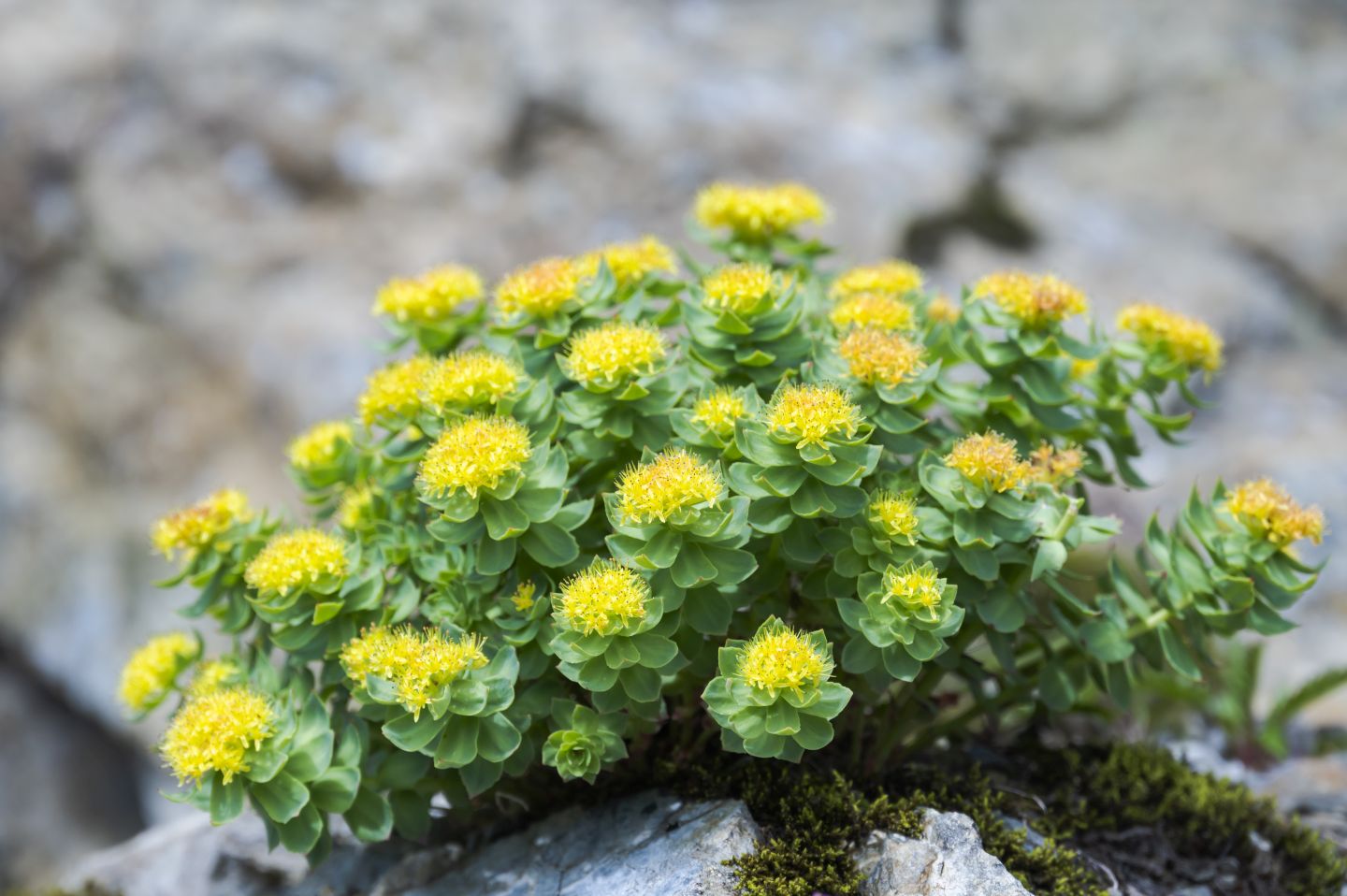 Discover Austria tours