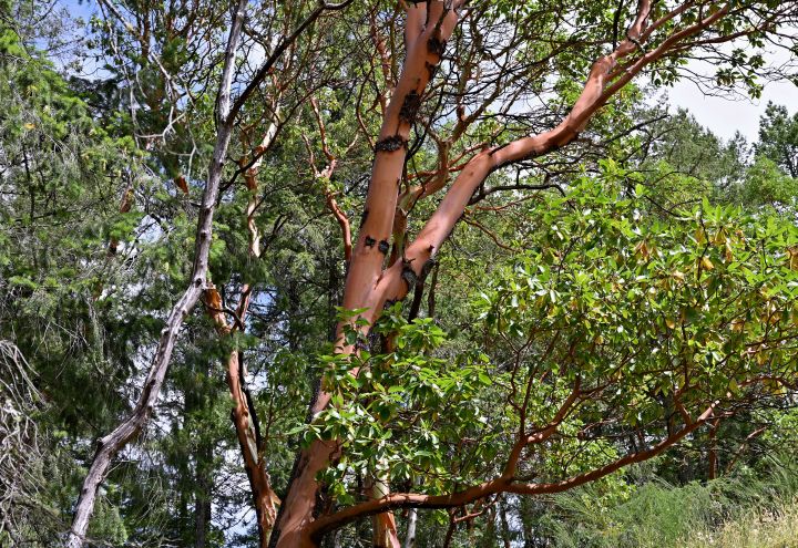 Where can I see the Pacific Madrone in the wild