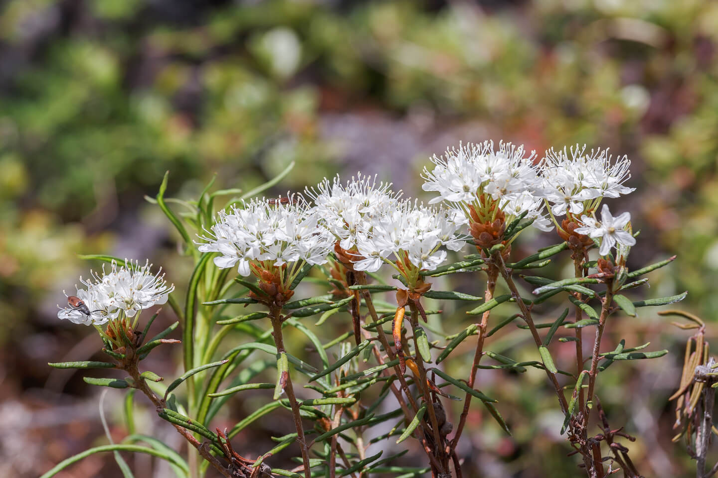 Where can I see the Marsh Labrador Tea in the wild