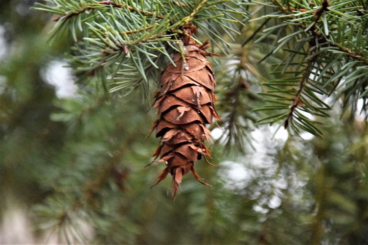 Where can I see the Engelmann Spruce in the wild